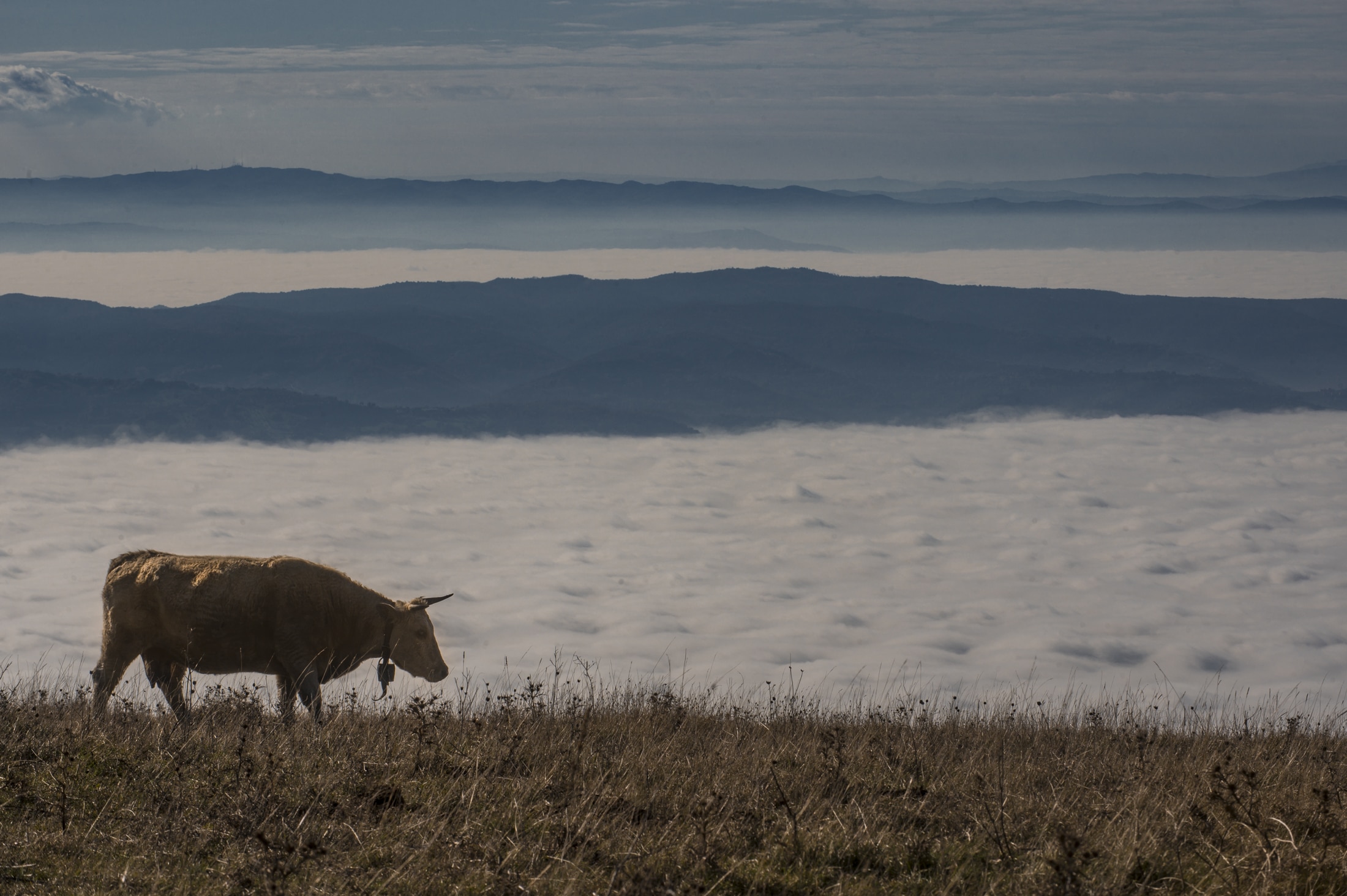 Allevatore incornato da una mucca: ferito al petto e alla spalla ...
