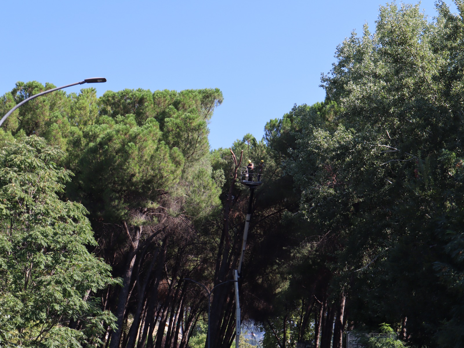 Pineta Centurini Terni, giù 90 alberi: «Previsto reimpianto» - Umbria 24