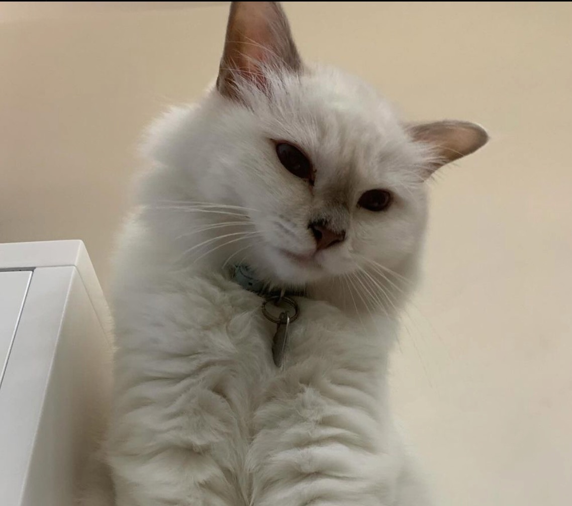 Gatto di Frassica scomparso: in missione a Spoleto anche la nipote di ...