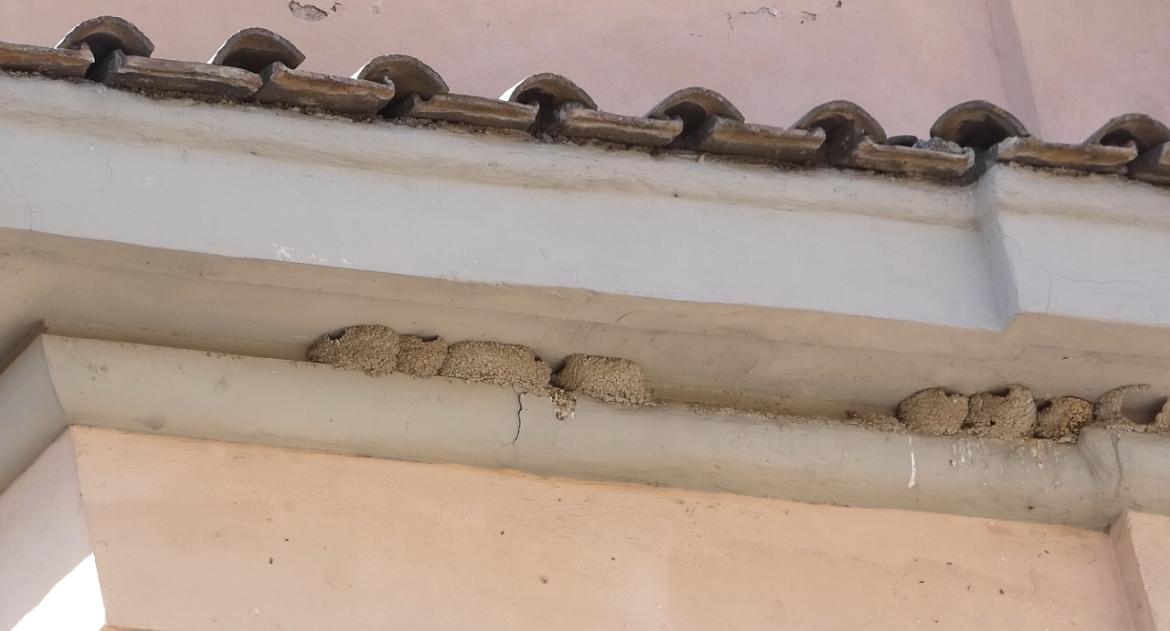 Teatro Verdi Terni, stop demolizione per nidi di rondine: rimandato ...