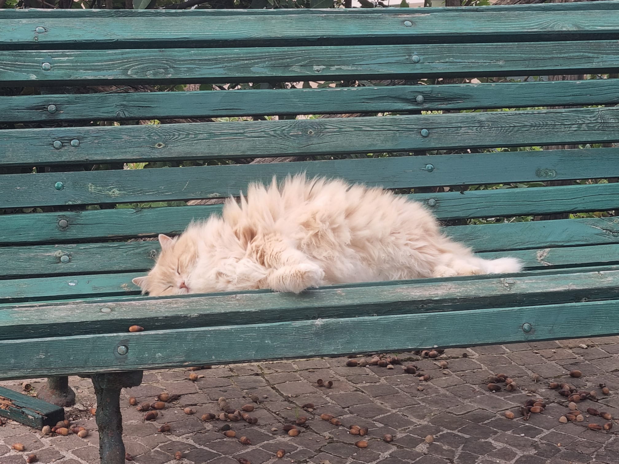 «Sembra il gatto di Frassica»: avvistamento a Spoleto riapre il "caso ...