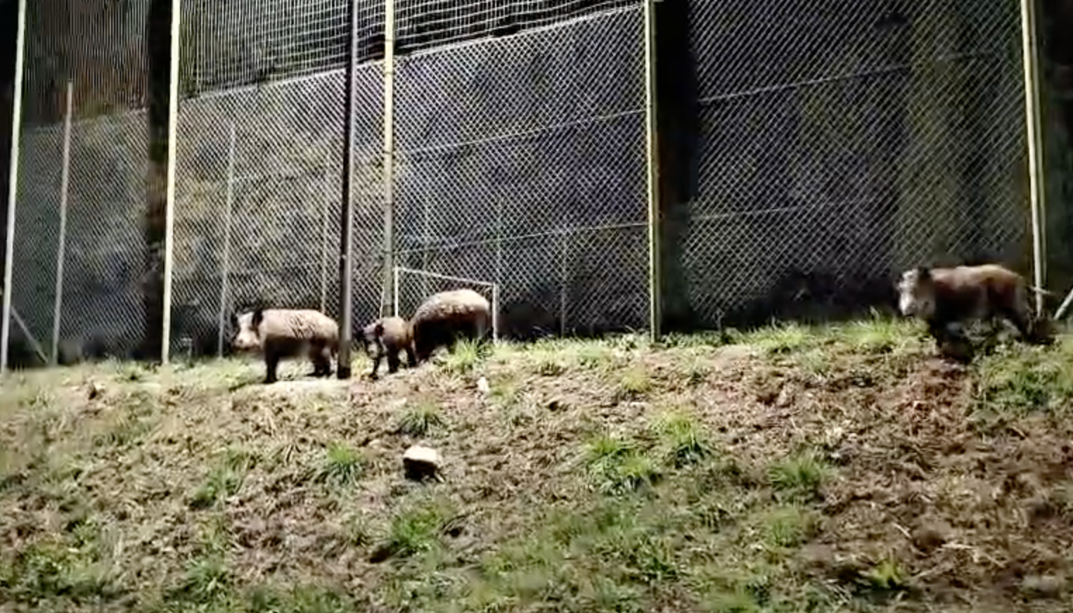 Perugia, piccolo branco di cinghiali a spasso tra Elce e San Marco - Umbria 24