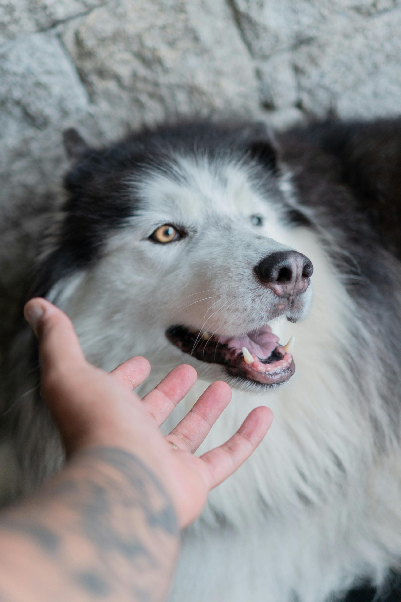 Ceneri restituite ma il cane era tra decine di carcasse a Pavia: aperta ...